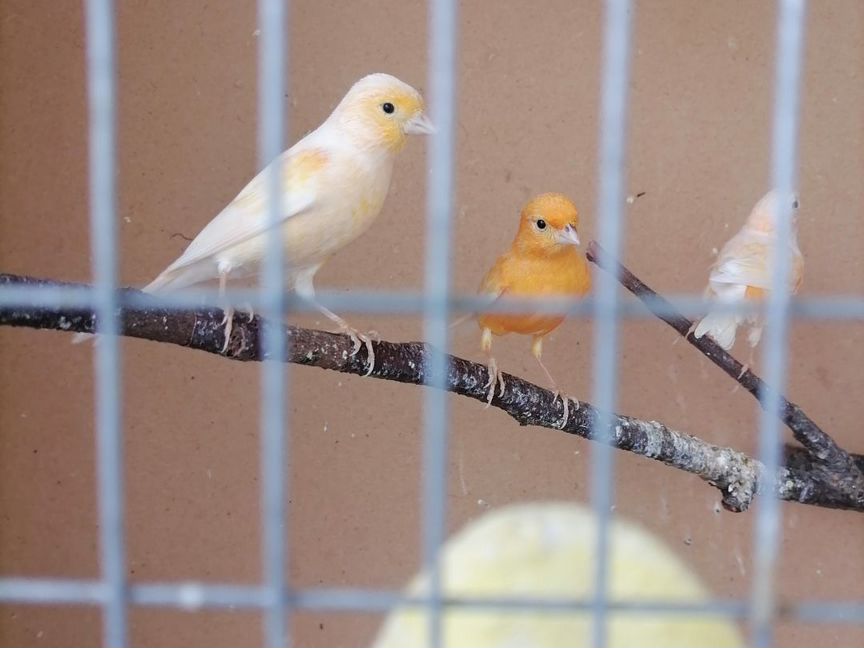 Кенара и канарейки