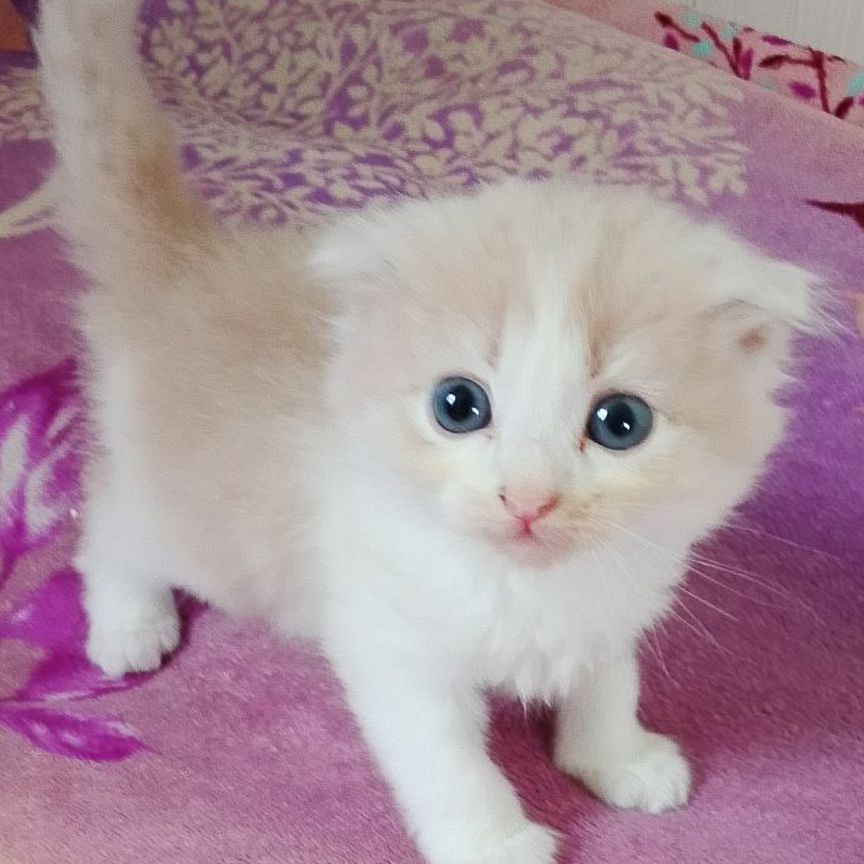 Шотландский вислоухий короткошёрстный котёнок