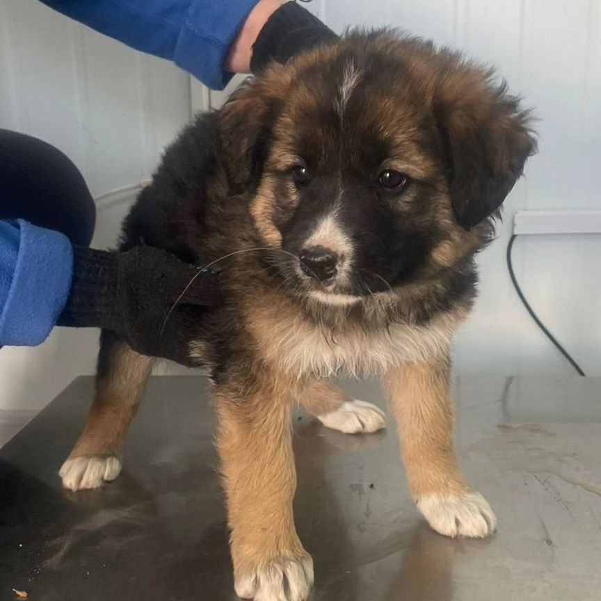 Щенок в добрые руки