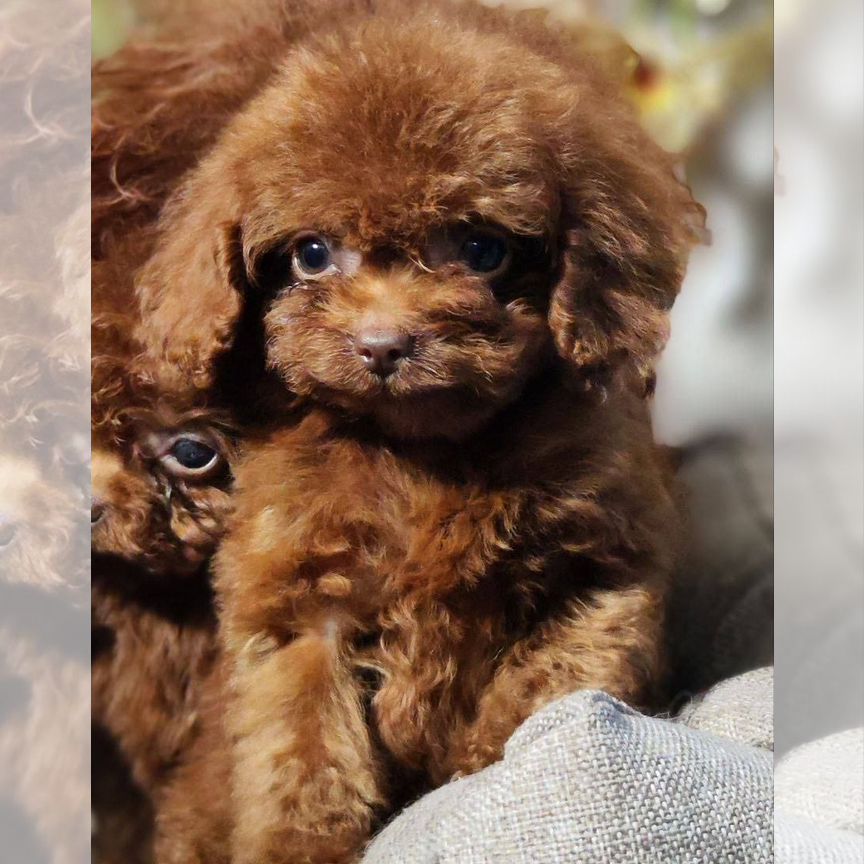 Пудель, щенок