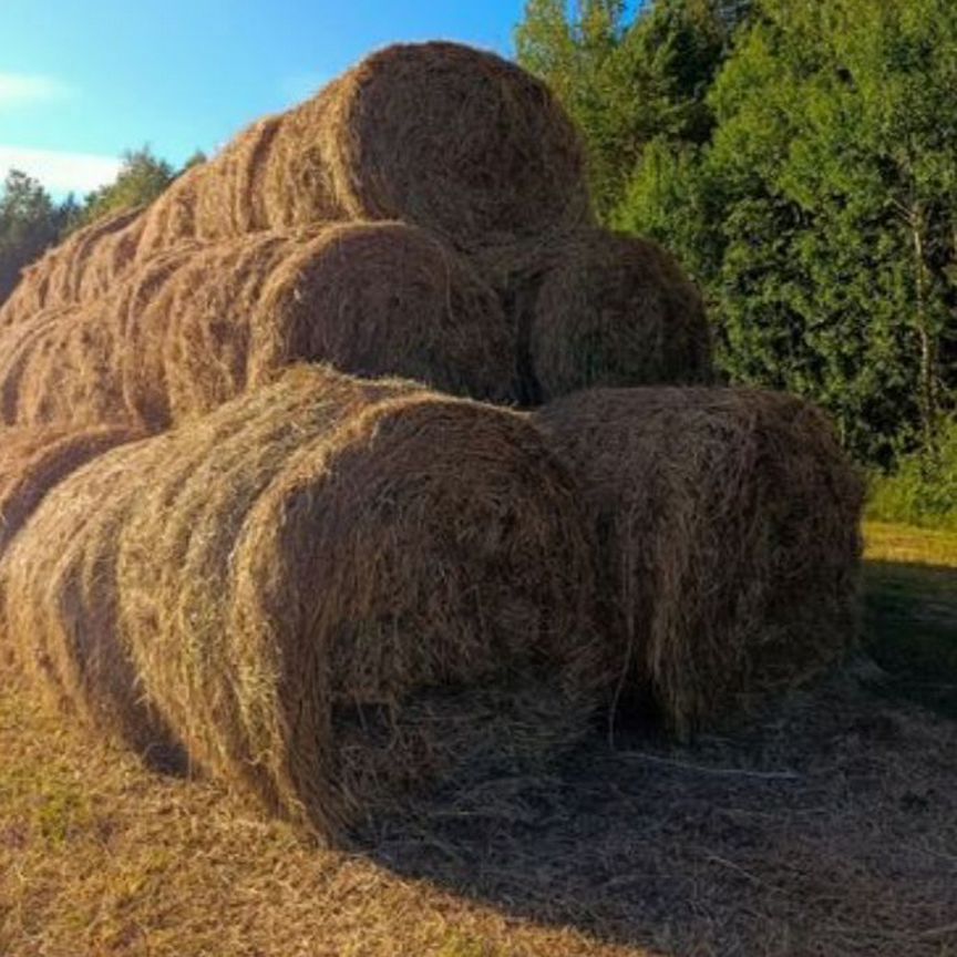 Сено в рулонах
