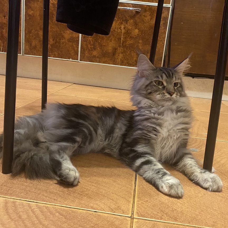 Мейн-кун котёнок