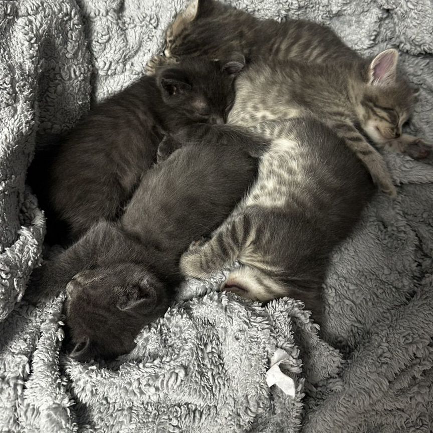 Котики бесплатно в добрые руки