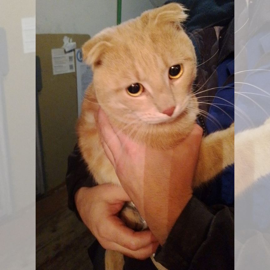 Шотландский вислоухий короткошёрстный кот, взрослый