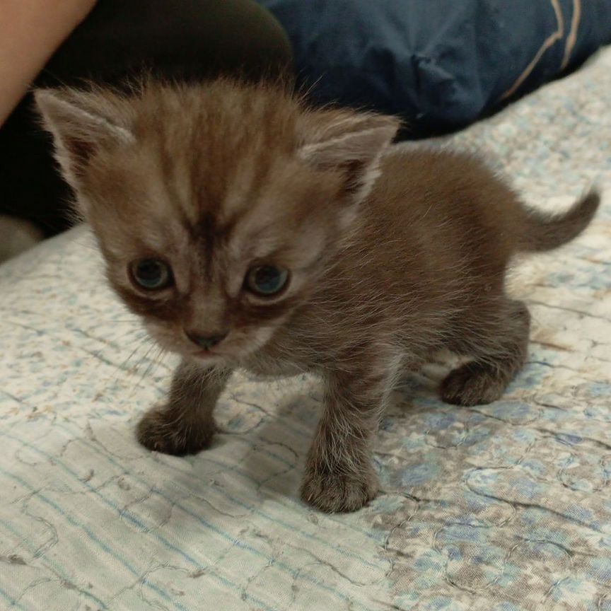 Шотландский вислоухий короткошёрстный котёнок