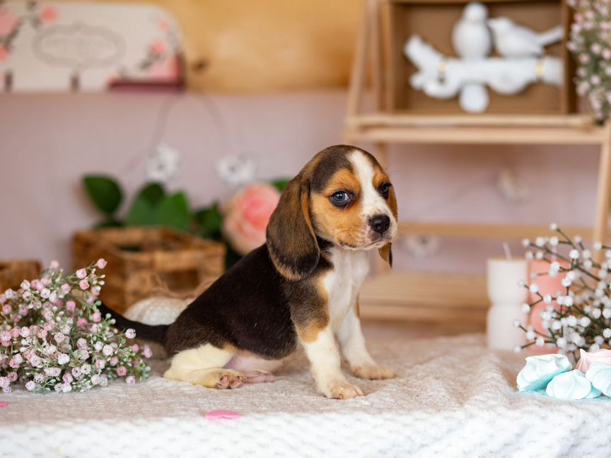 Бигль щенки