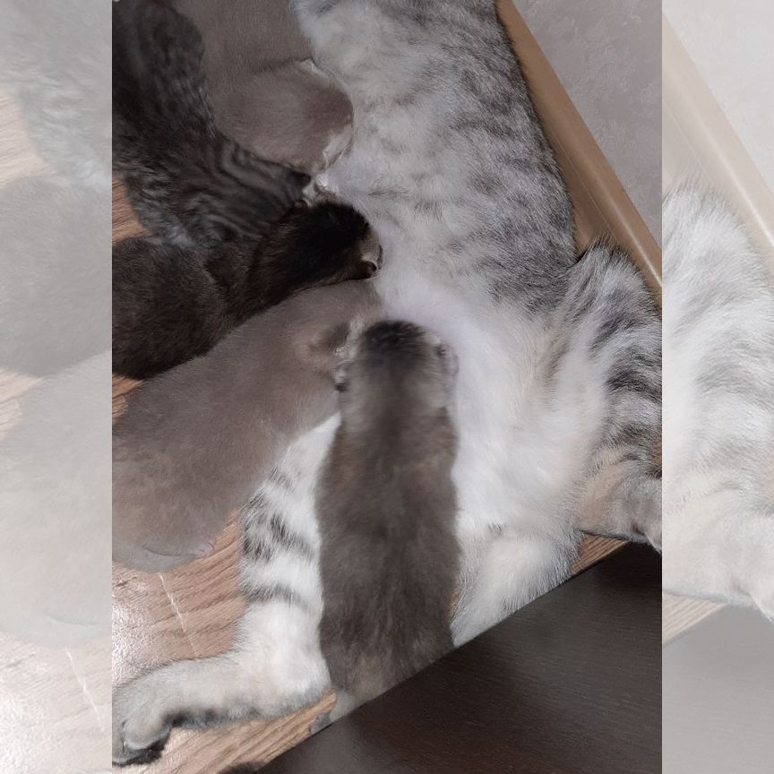 Британский короткошёрстный котёнок