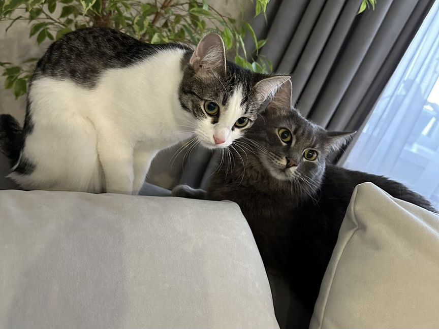 Кошка