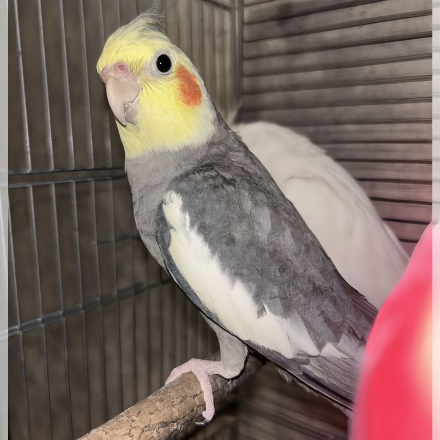 Попугай корелла