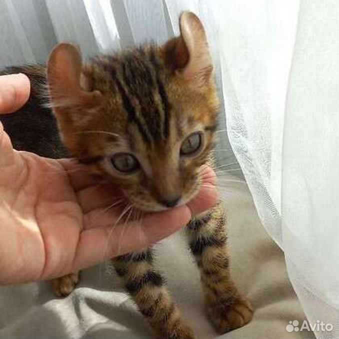 Котенок американский керл (бенгал)