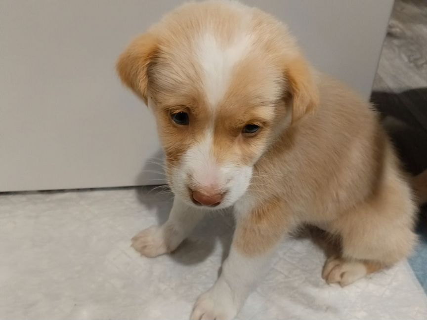 Щенок в добрые руки бесплатно, мальчик, помесь