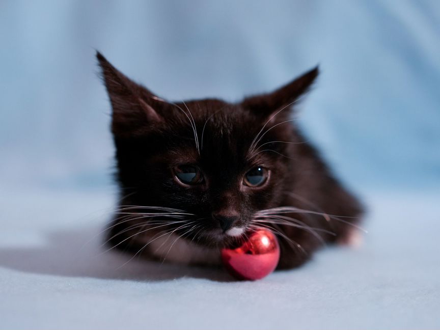 Котёнок девочка 1,5 месяца от домашней кошки