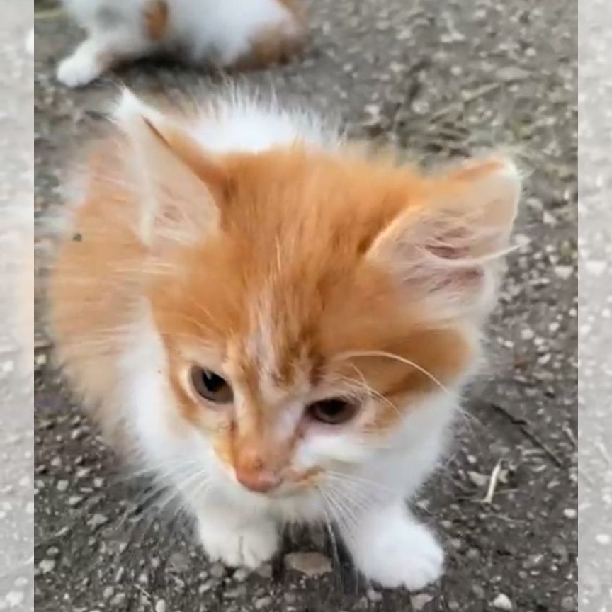 Котята ищут дом