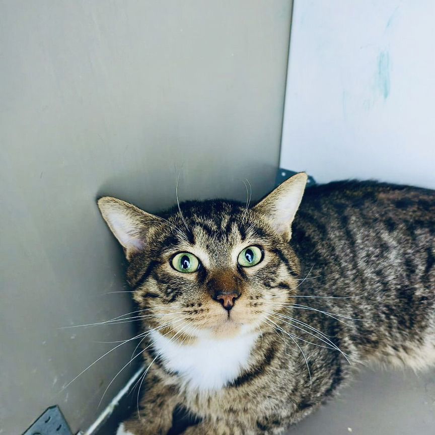 Котик ласковый