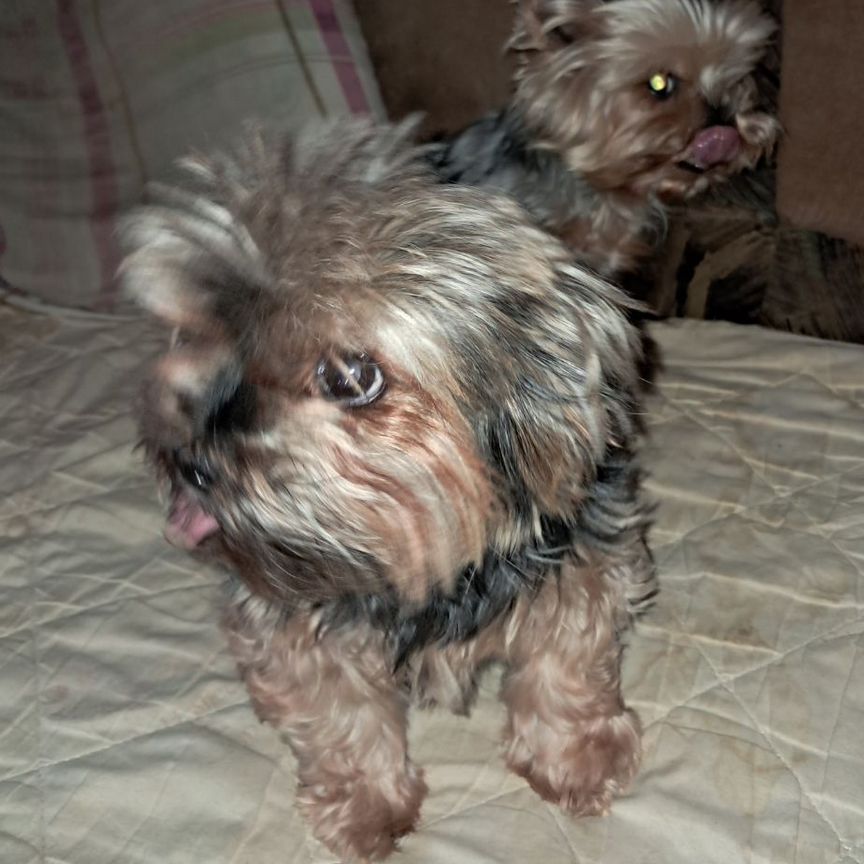 Йоркширский терьер, взрослый пёс