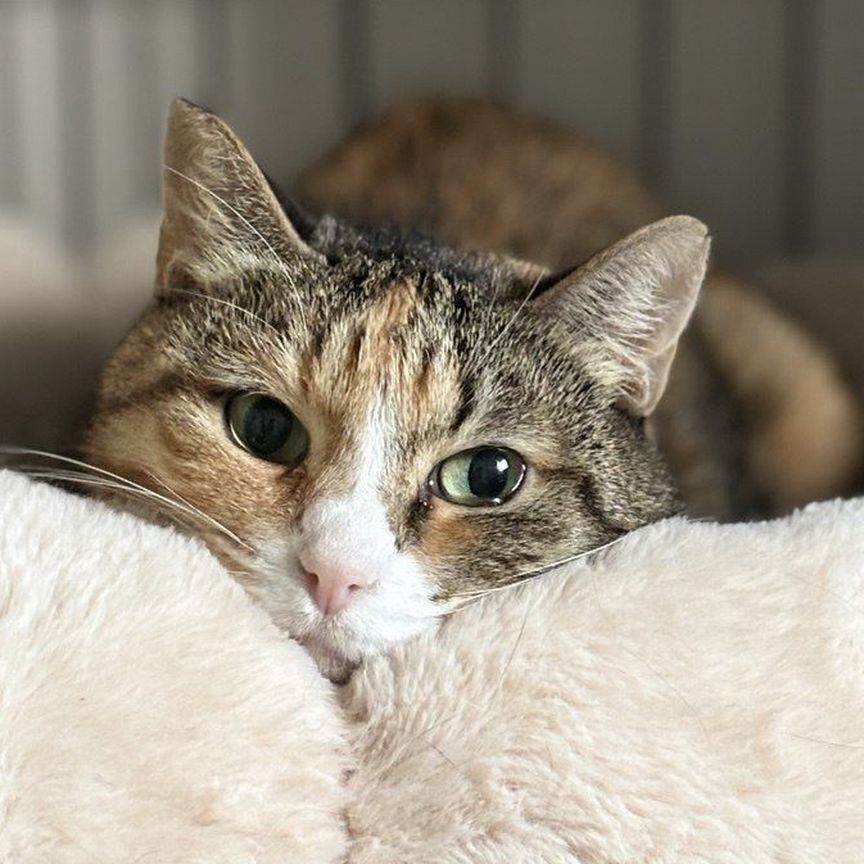 Взрослая, Девочка кошка в добрые руки