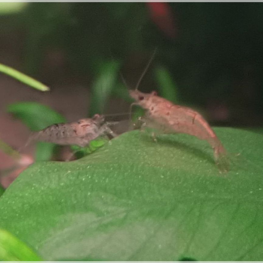 Креветка вишня