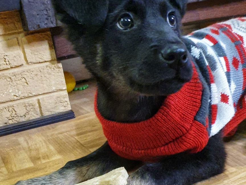Щенки