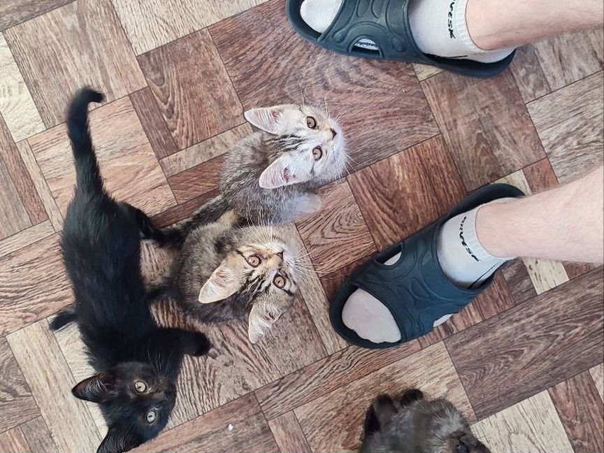 Котята в дар с доставкой