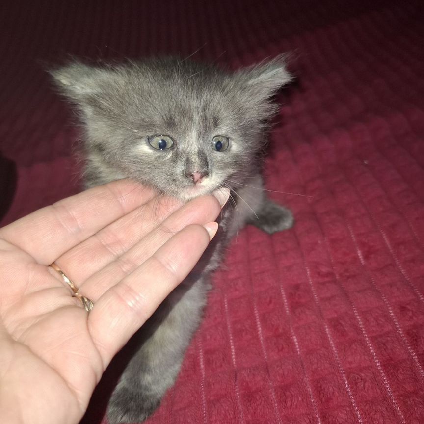 Кошки в добрые руки