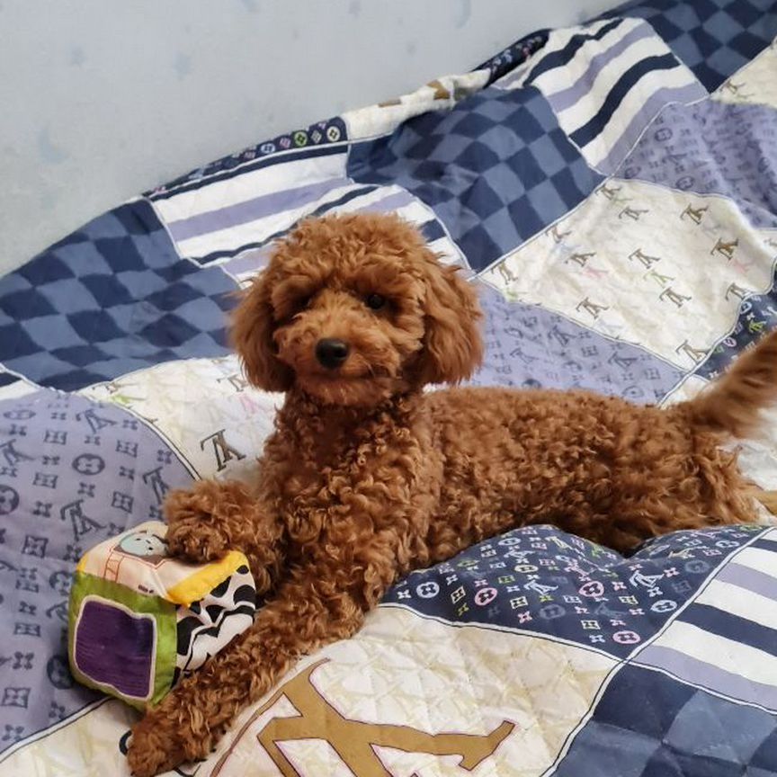 Мальтипу, взрослый пёс