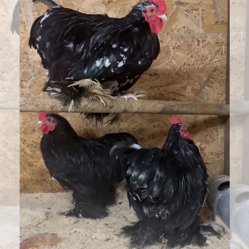 Карликовый кохинхин