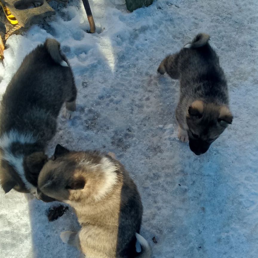 Западносибирская лайка, щенок