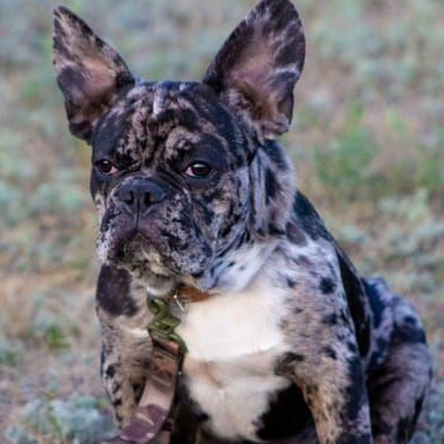 Французский бульдог, вязка