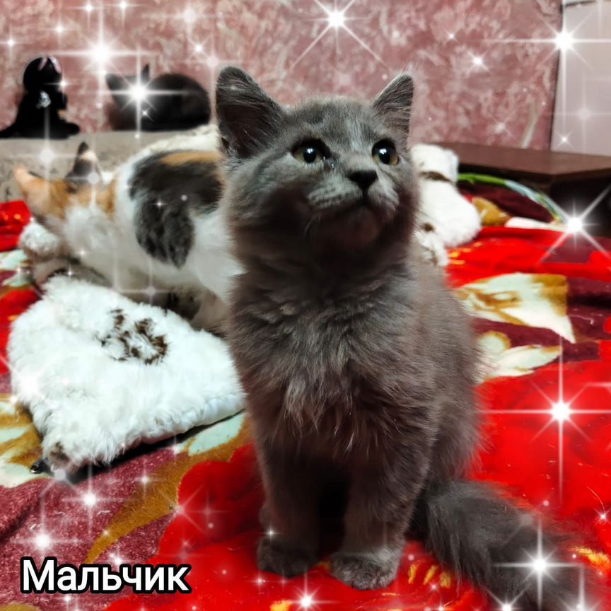 Котенок в добрые руки