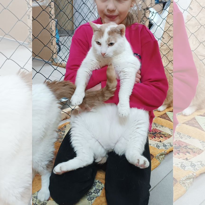 Взрослый кот в добрые руки