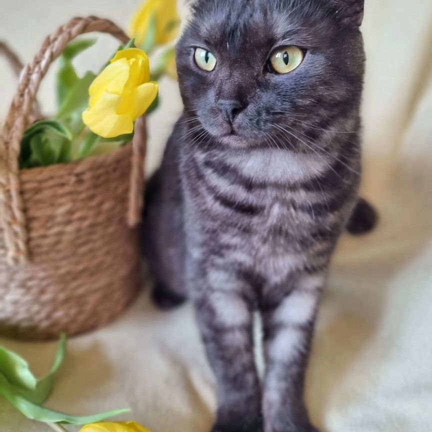 Каролина королева кошек