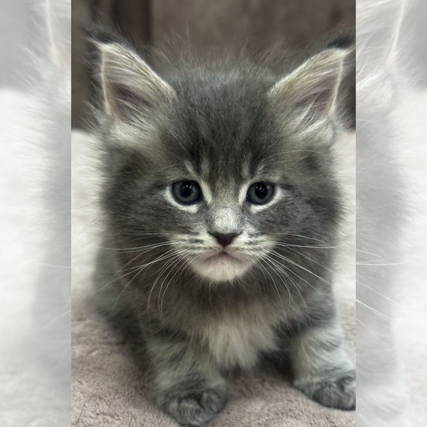 Мейн-кун котёнок