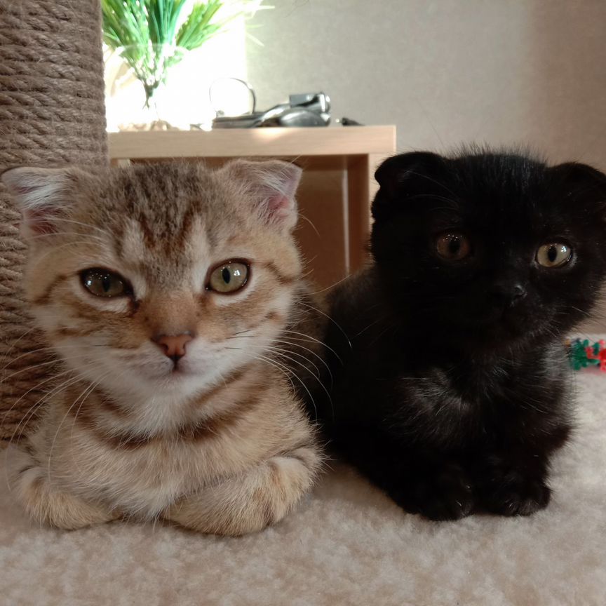Вислоухие котята в добрые руки (бронь)