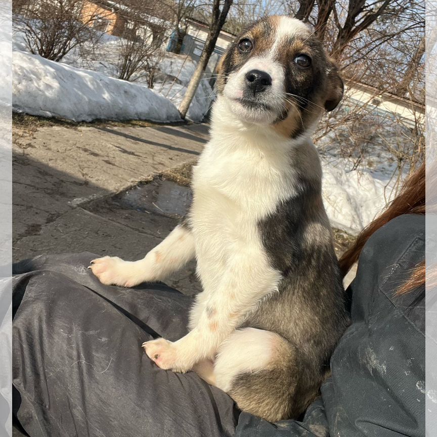 Щенок в добрые руки