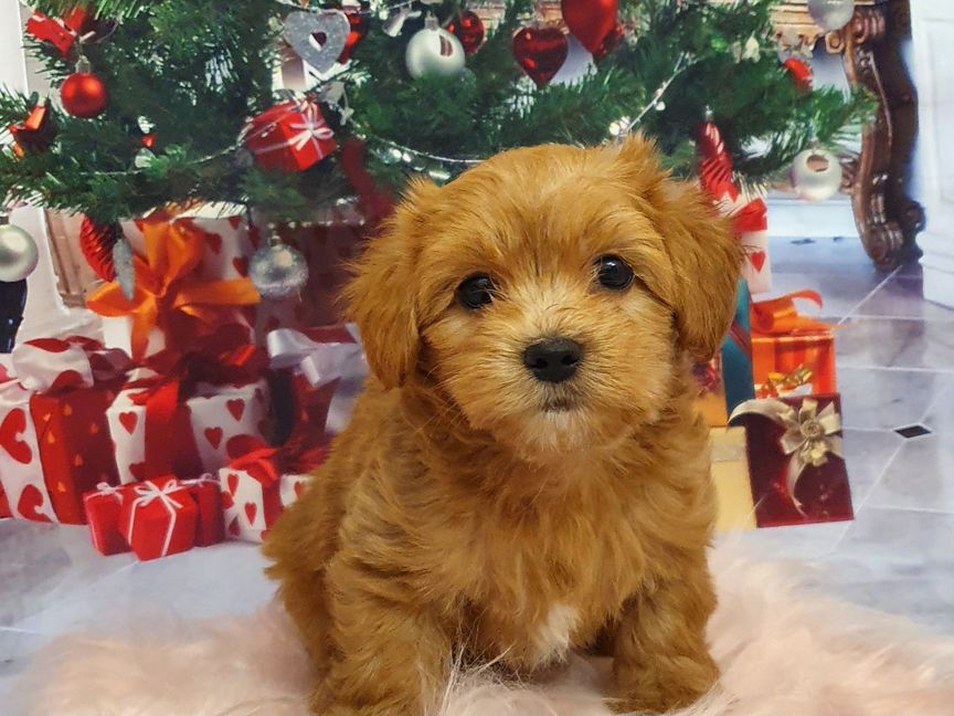 Мальтипу разных окрасов