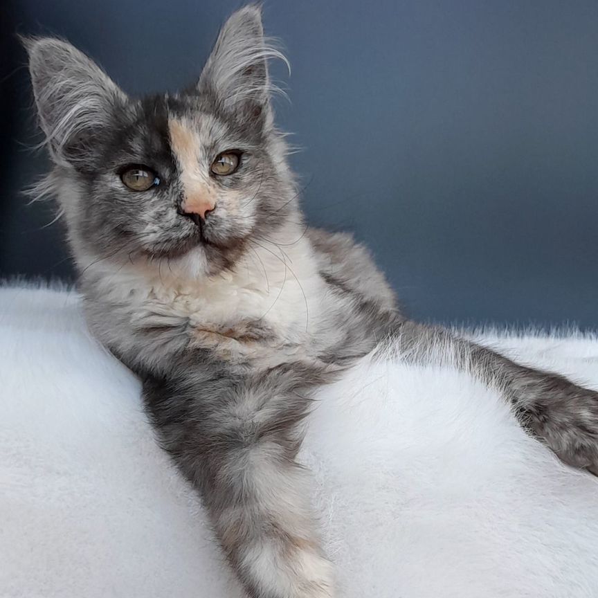 Мейн-кун серебро