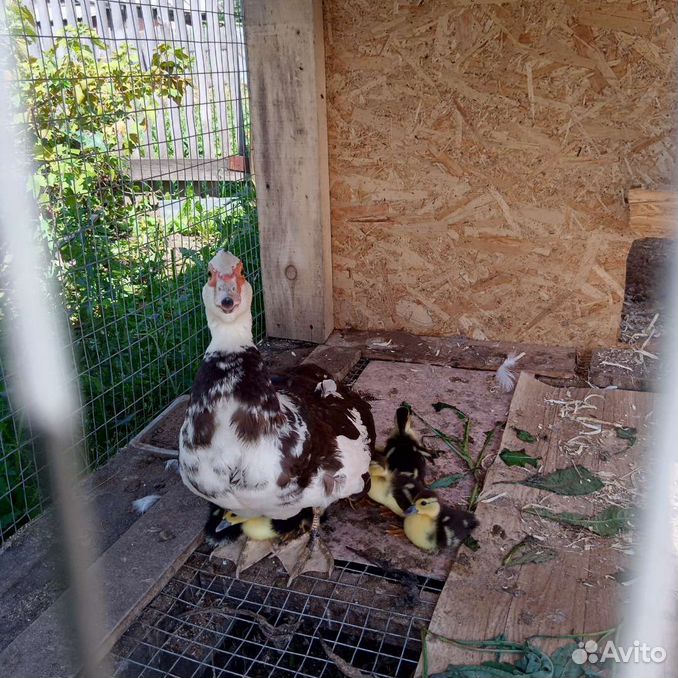 Утята индоутки