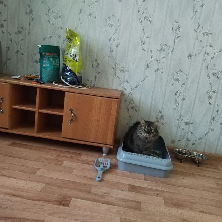 Отдам в хорошие руки кота