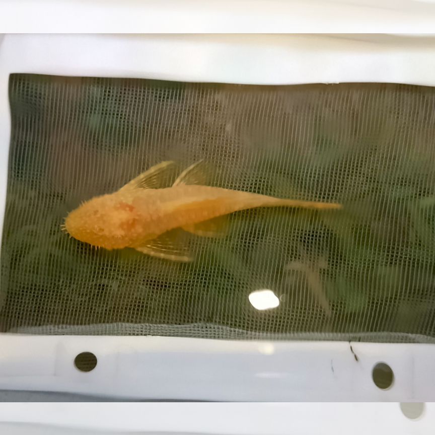 Аквариумные рыбки