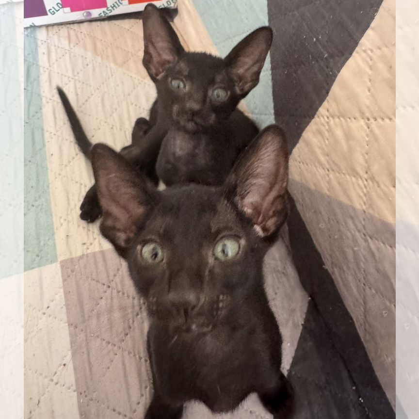 Ориентальный котёнок