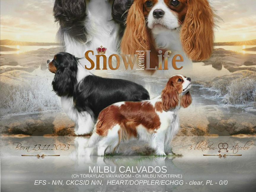 Щенок кавалер Кинг Чарлз спаниель