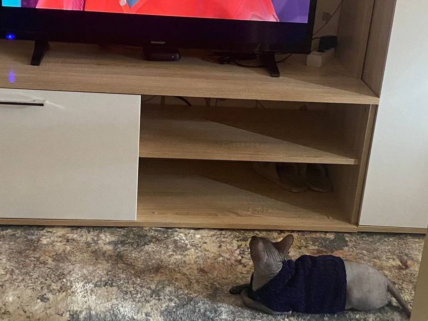 Канадский сфинкс кот