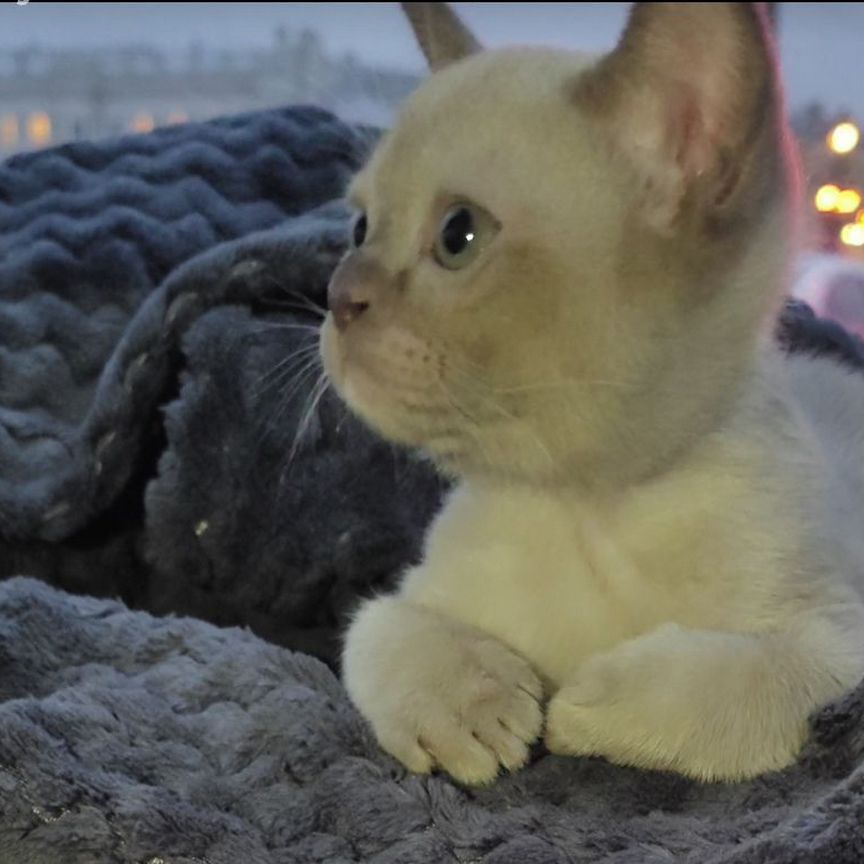 Бурма котик и кошечка