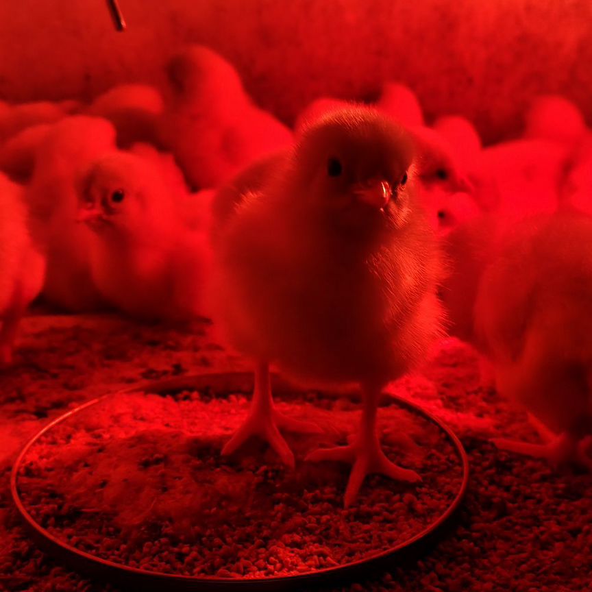 Цыплята бройлеры Арбор Айкрос