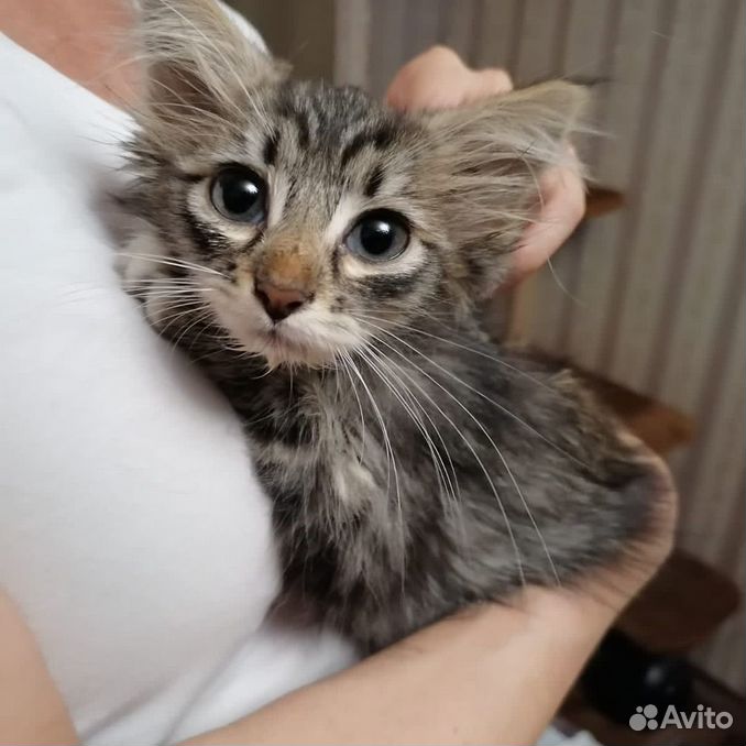 Удивительный малыш Симба в добрые руки