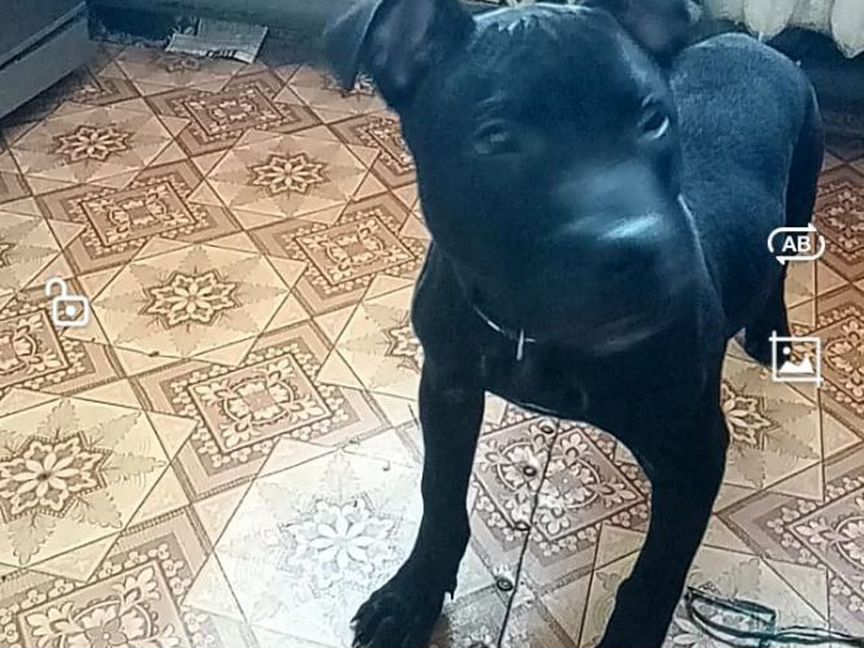 Щенок питбуля