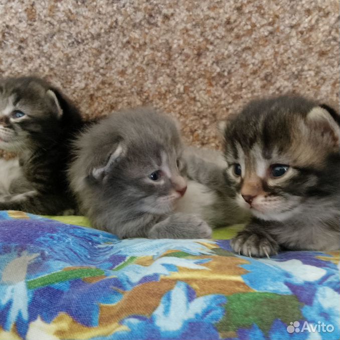 Отдам бесплатно котят сибирских, родились 2 июня