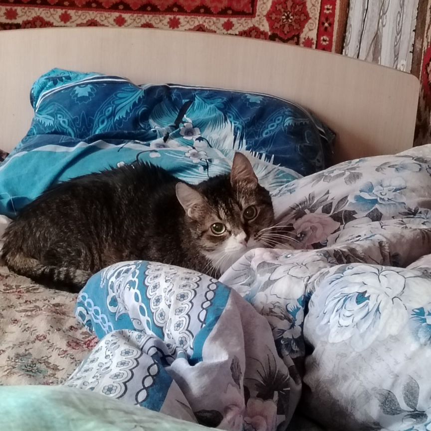 Кот Кузьма