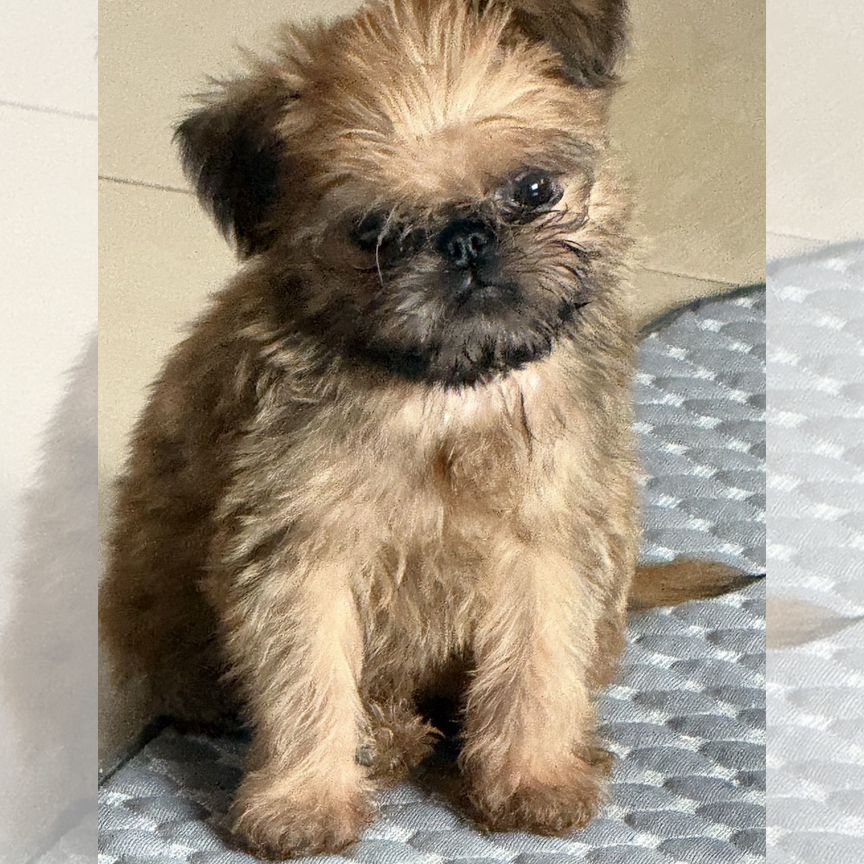 Брюссельский гриффон, щенок