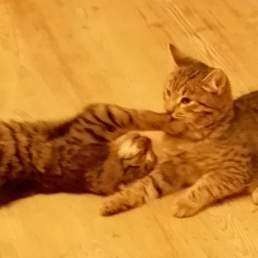 Котята в добрые руки мальчики 4 месяца